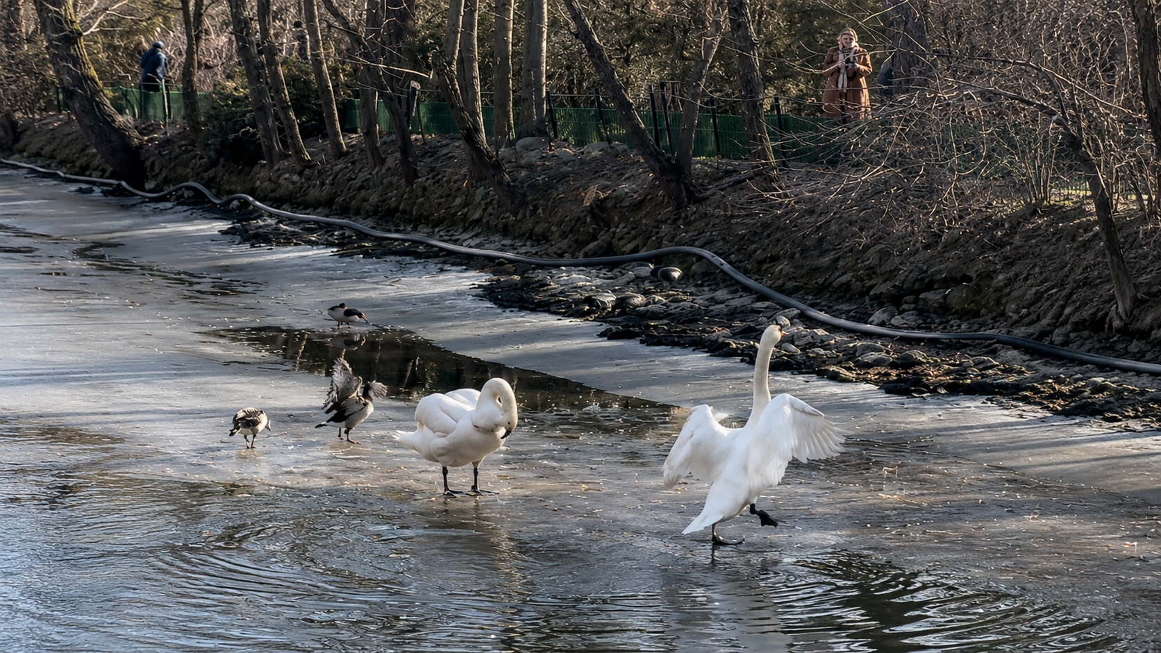 I filmed a group of swans up close in a peaceful moment