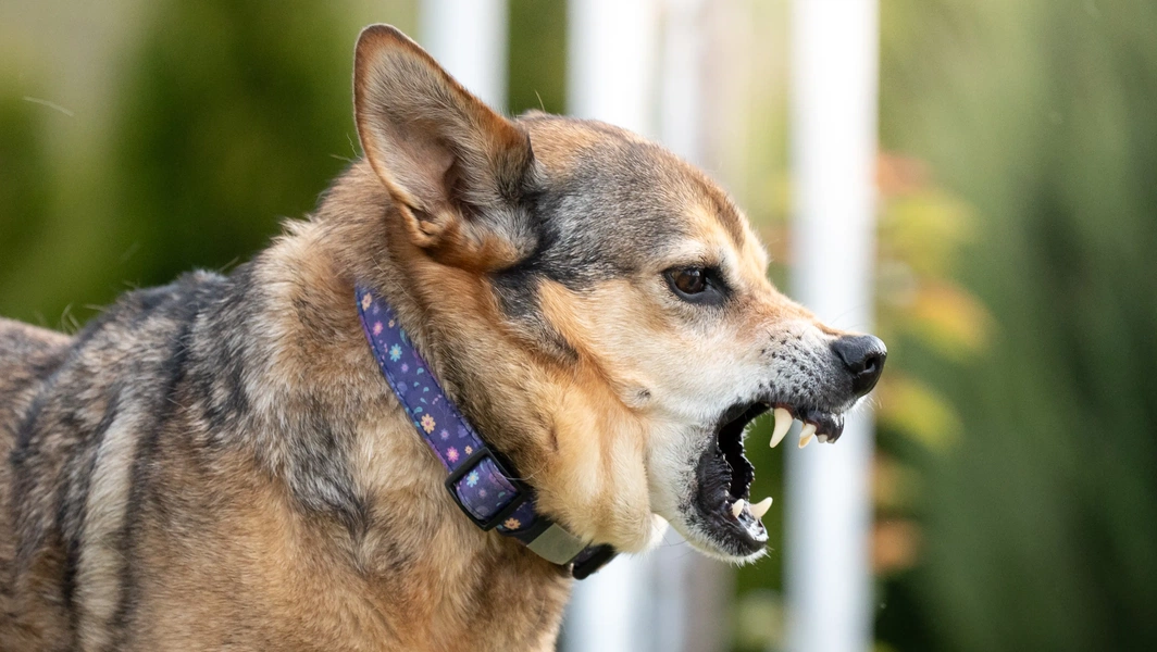 15 dog breeds known for aggressive or risky behavior