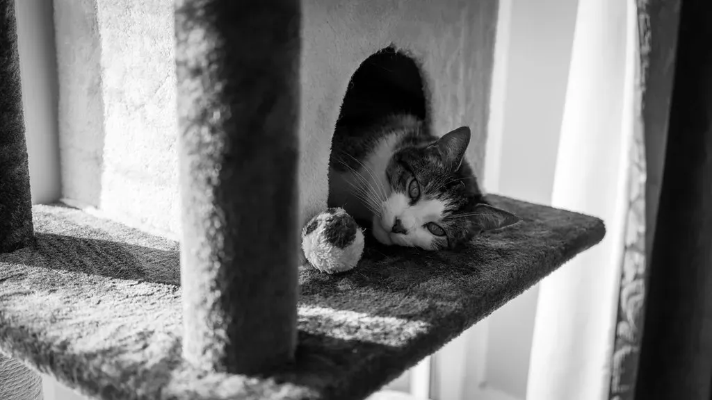 8 warning signs your cat still doesn't feel safe at home