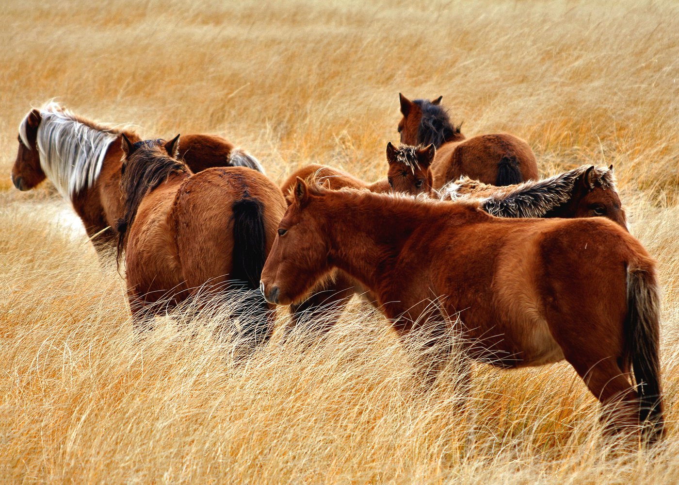 New book explores the rugged adaptability of Sable Island, NS.'s wild ...