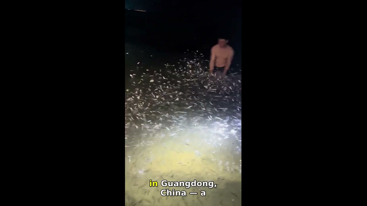 Nighttime fish frenzy on Guangdong shore