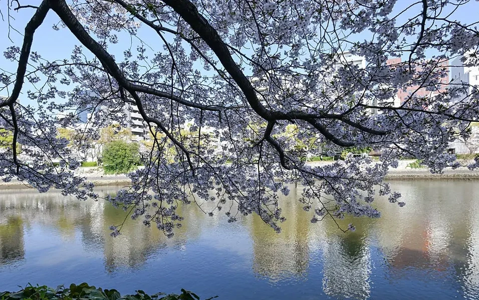 Cruising through Japan’s seasons and culture