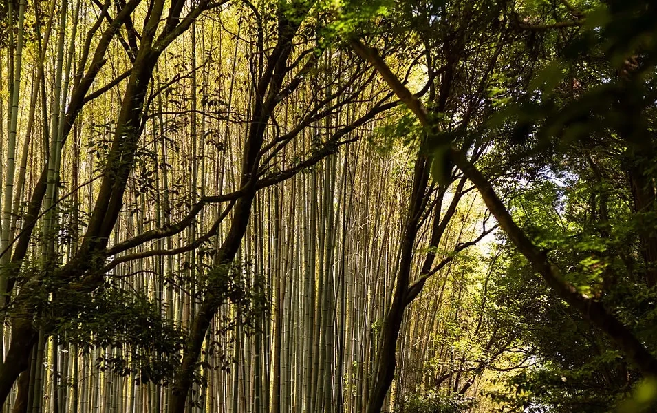 Bamboo care secrets every plant lover needs