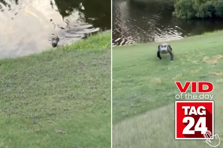 Viral video of the day for May 31, 2026: Man chased by alligator in ...