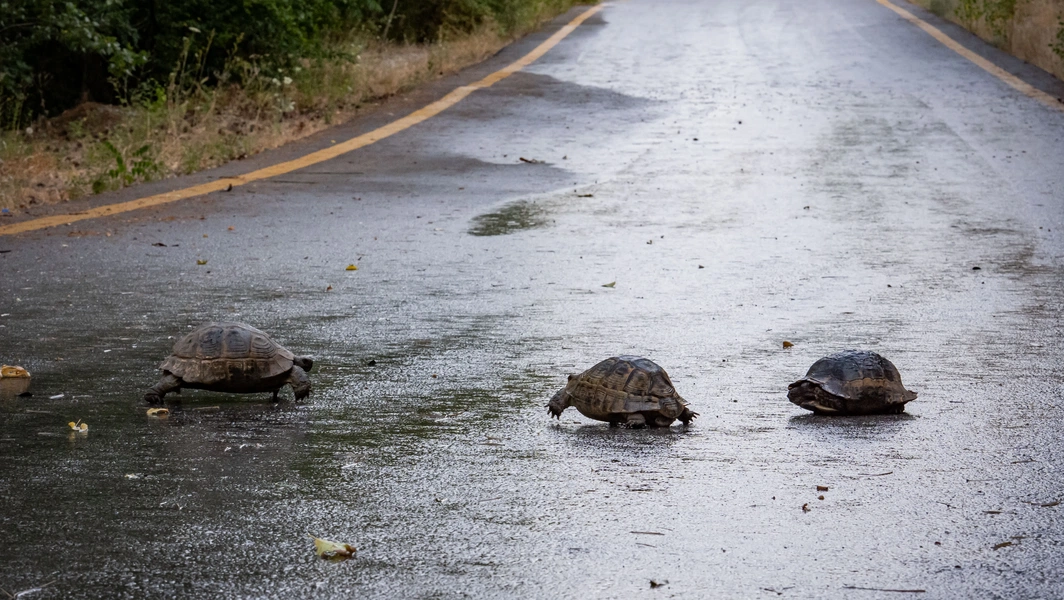Experts issue new turtle road-crossing safety guidance