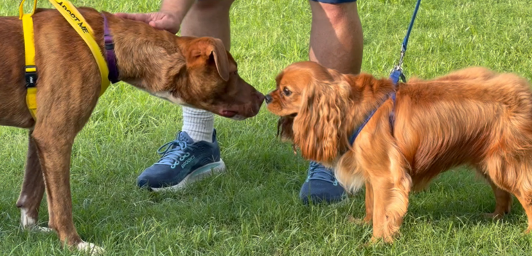 Paws Humane brings 8th annual Barks and Blues Music Festival to Columbus