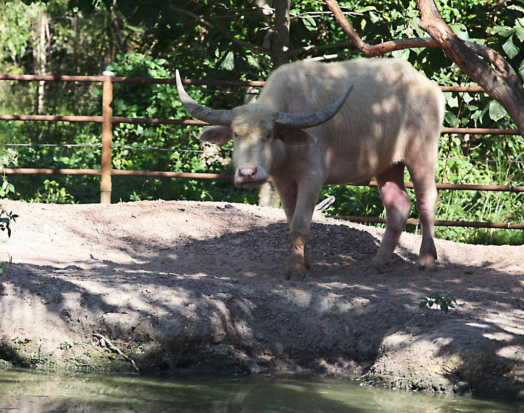 Viral "Donald Trump" buffalo spared from Eid sacrifice at the last moment
