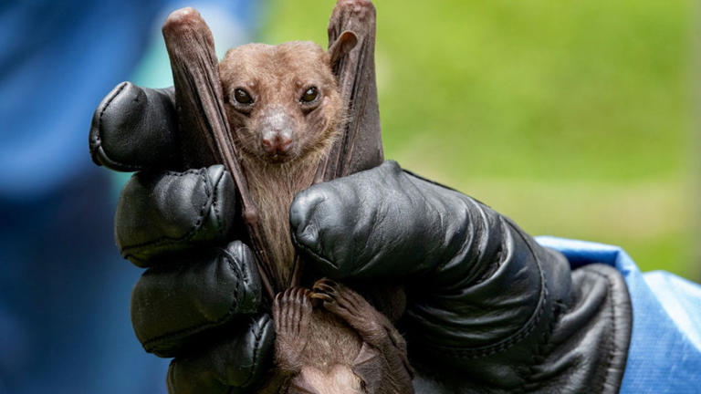 Several WA residents exposed to first bat rabies case in Snohomish ...