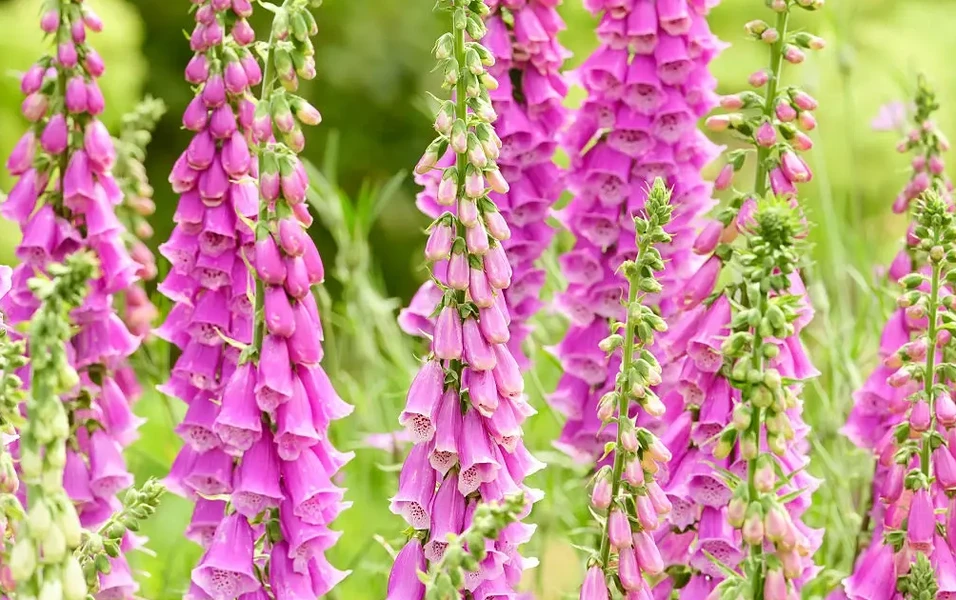 Digoxin’s journey from foxglove to modern medicine