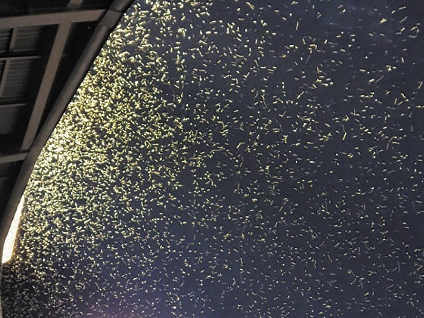Tinker Bells and pests invade Seoul through September