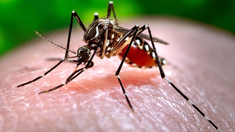 Asian tiger mosquito spreads as far as Berlin: How dangerous is it?