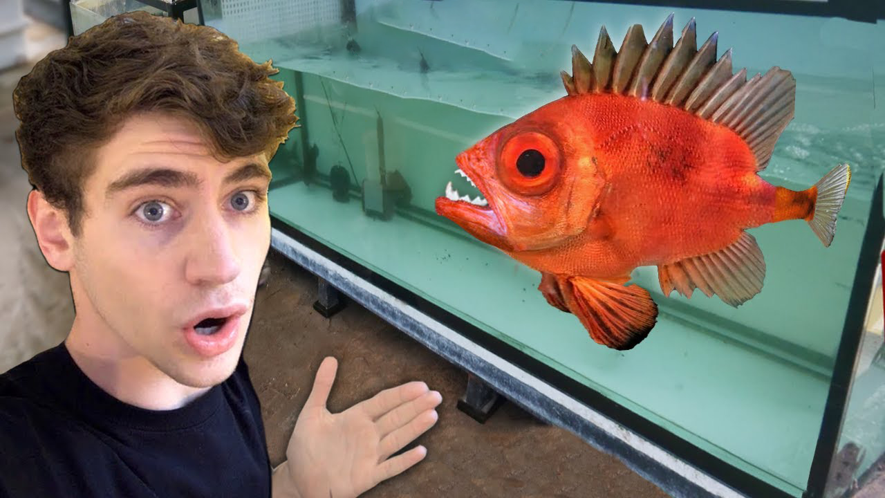 Feeding a monster fish (insane fish store!)