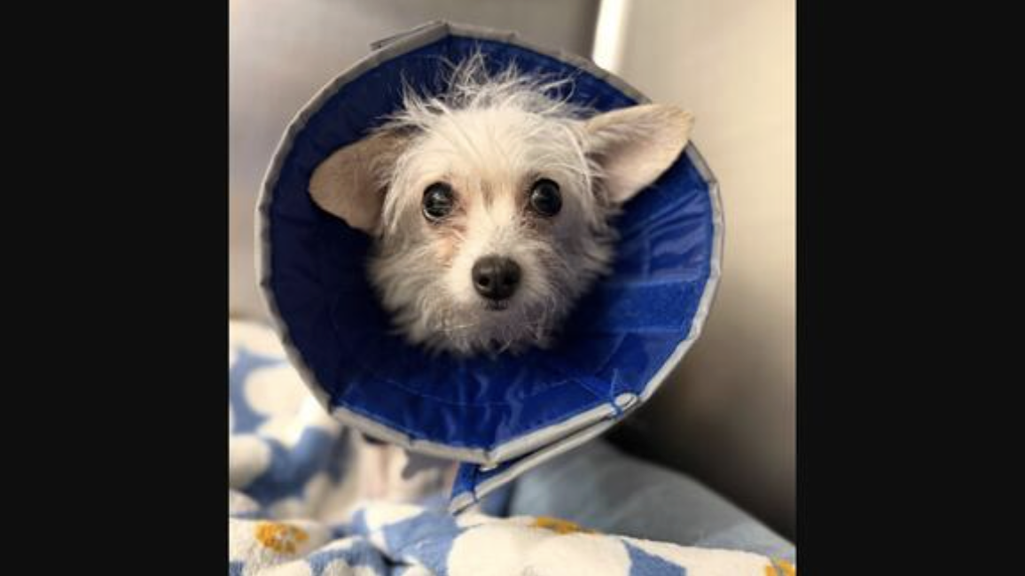 “She’s safe now”: The message this little dog's care team hopes her ...