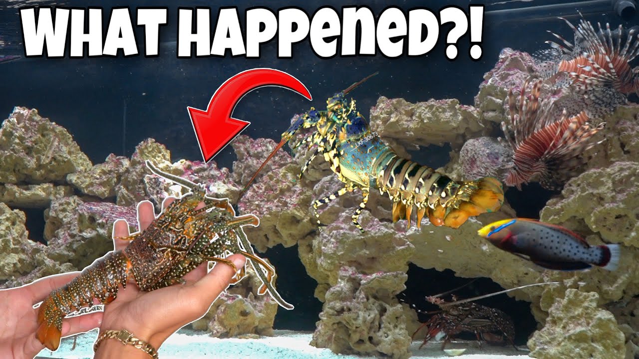 I witnessed my lobster's amazing molt! 🦞
