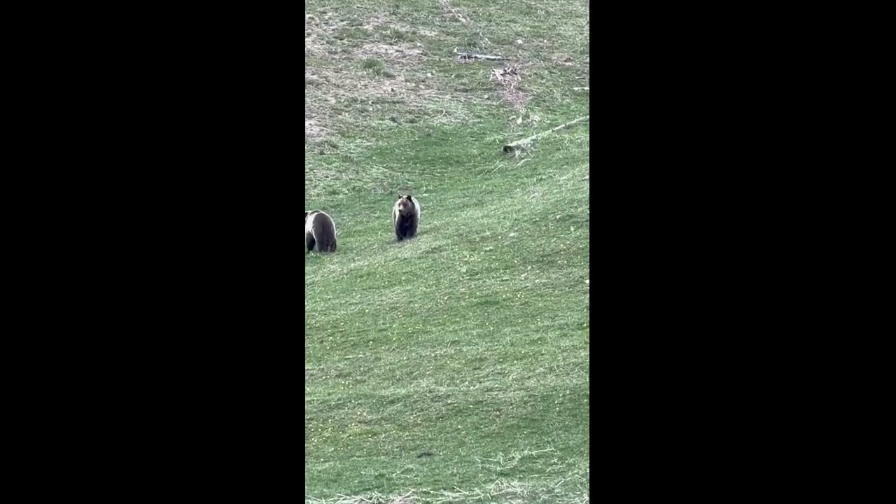 Illegal drone harasses bear family in Yellowstone