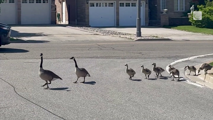 Adorable geese take a stroll through the neighbourhood