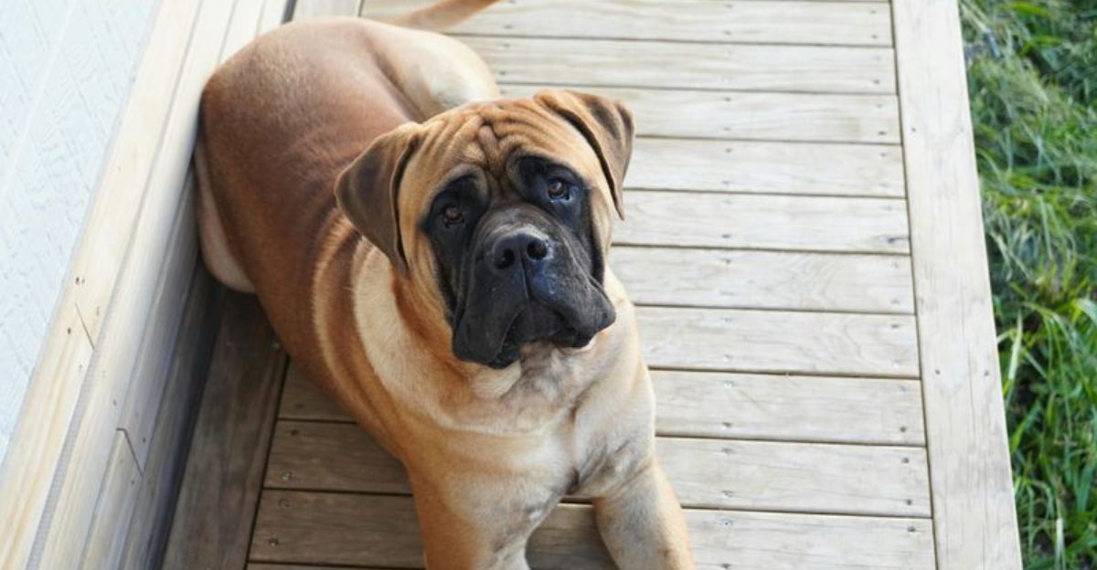 These 13 guard dogs don't bark for attention – their presence alone is ...