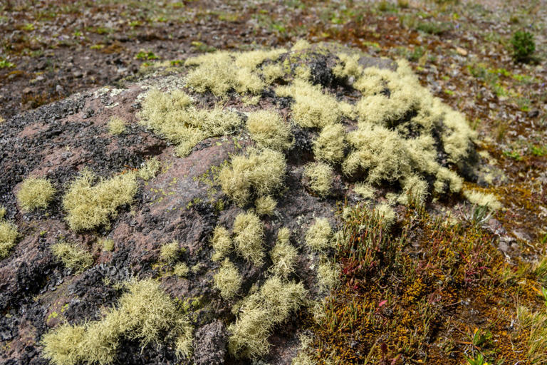 Killer fungus found in UK – here’s why it’s not a bad thing