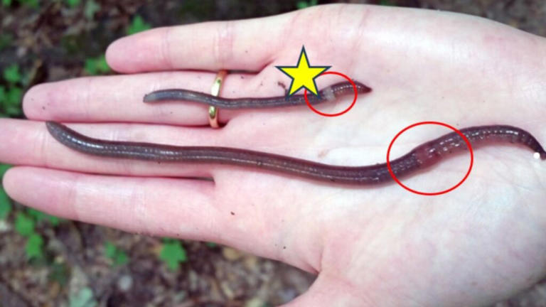 Colorado officials warn invasive 'jumping worm' is spreading across the ...
