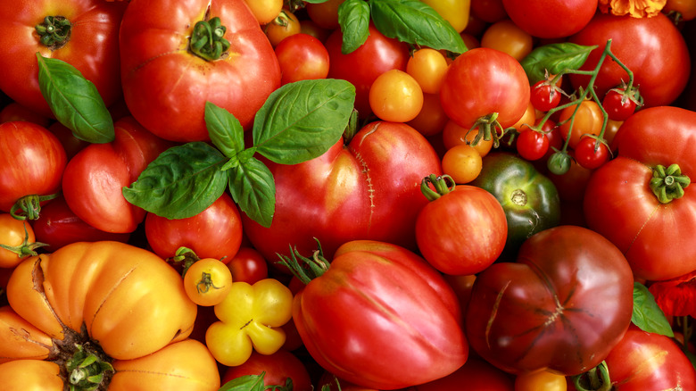 14 mistakes everyone makes when cooking tomatoes, according to a chef