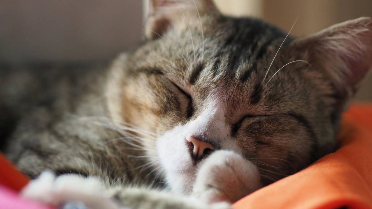 Why some cats suddenly stop sleeping next to their owners