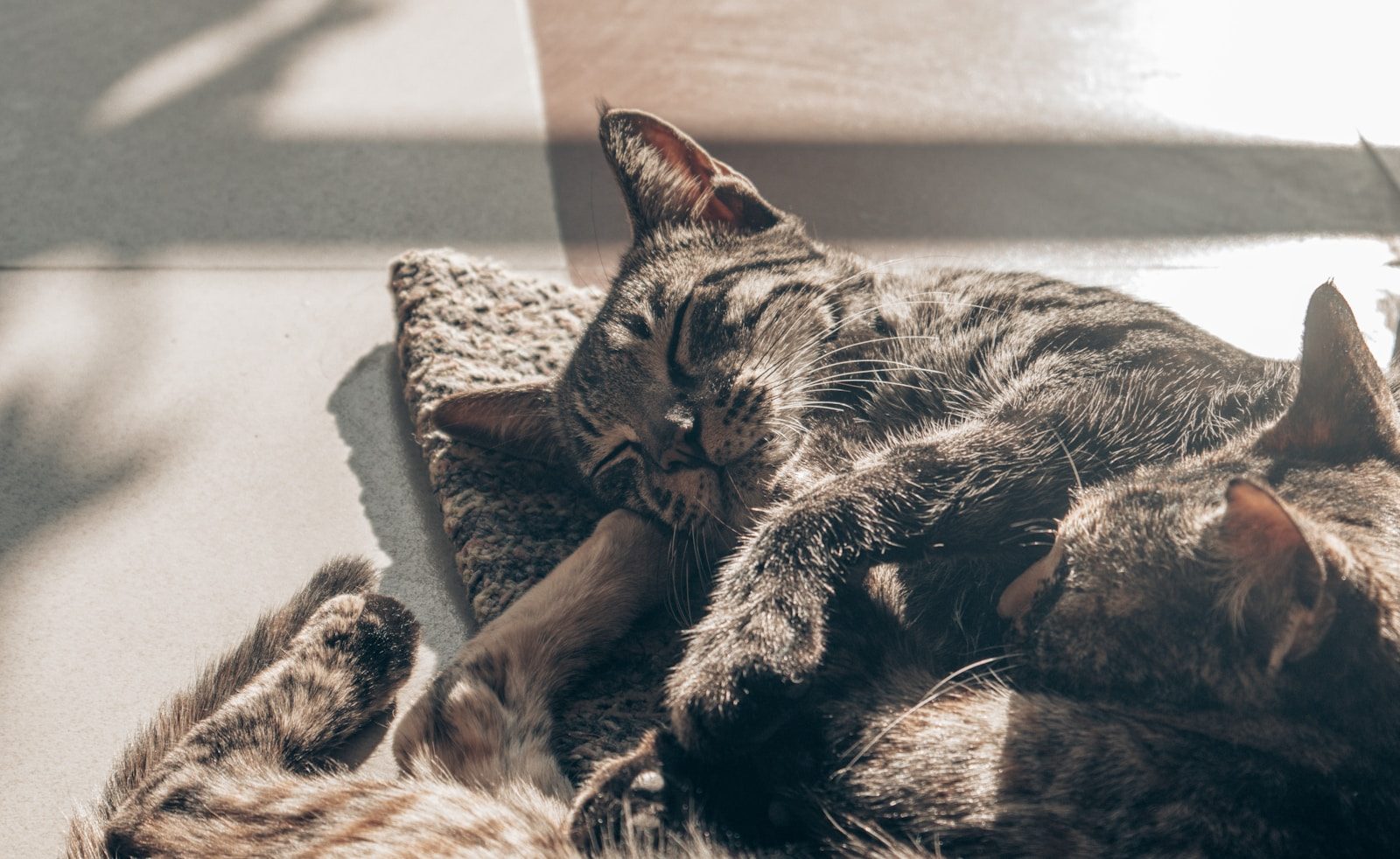 Why your cat might hate their sibling after vet visits