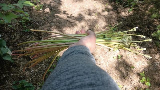 Backyard rabbit fertilizer experiment turns an unmowed lawn into a ...