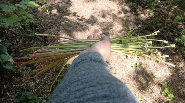 Backyard rabbit fertilizer experiment turns an unmowed lawn into a ...
