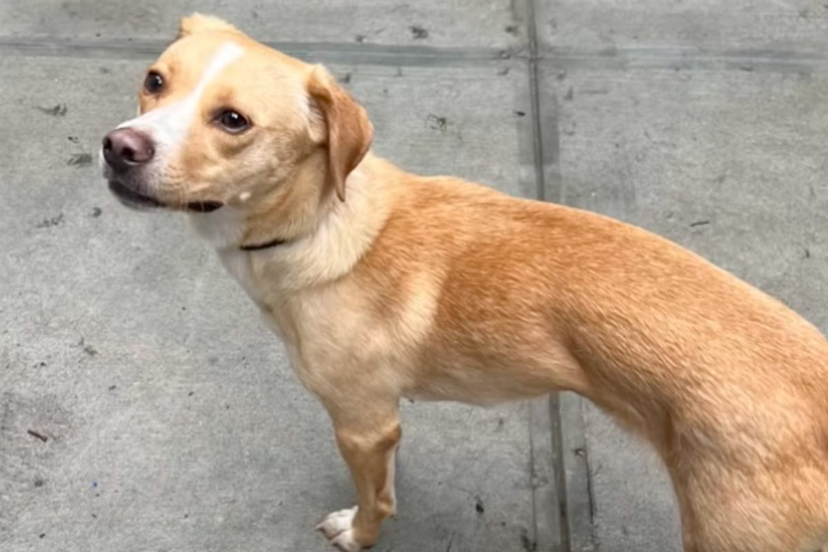 Doggy daycare staff left stunned when sweet pup shows up alone after ...