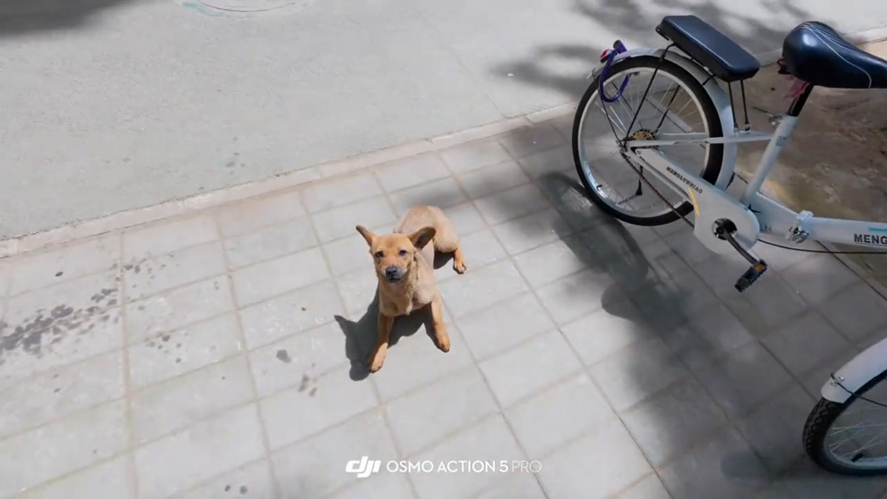Street dog's sudden move startles man in Ningxia