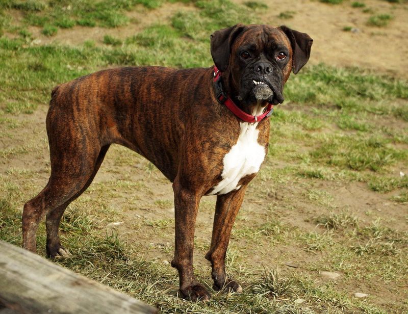 These 10 brindle dogs combine striking looks with unforgettable ...
