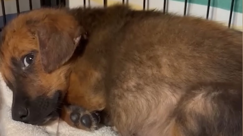 Puppy gets the most magical ending after being abandoned at a baseball ...