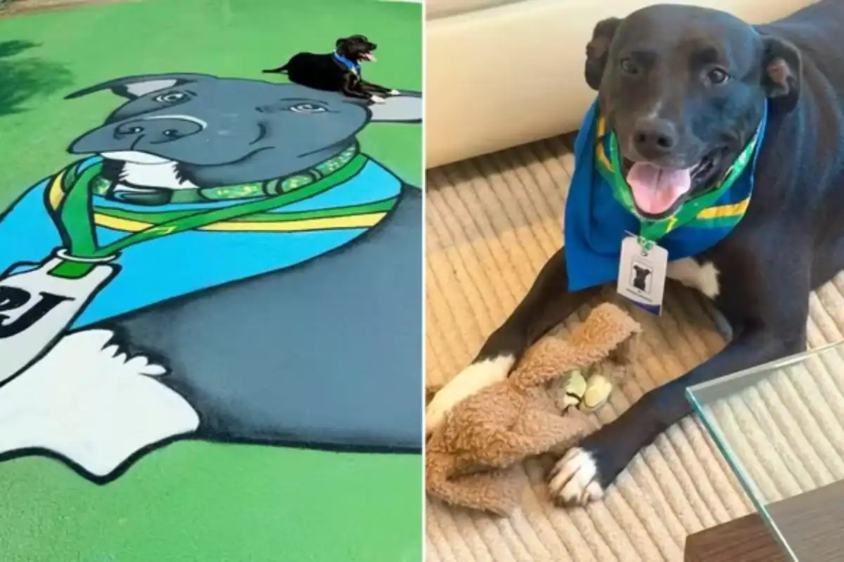 Conheça PJ, o mascote da Seleção Brasileira com crachá da CBF