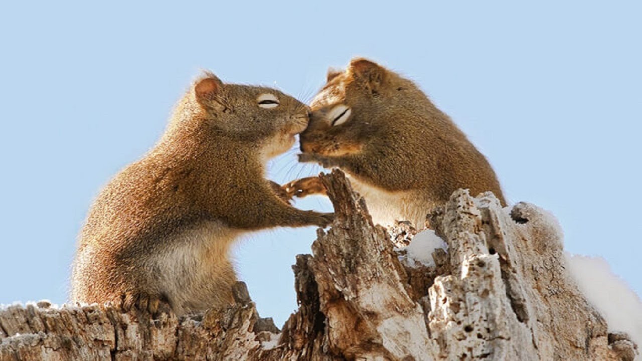 10 painfully adorable squirrel pictures that will explode your heart ...