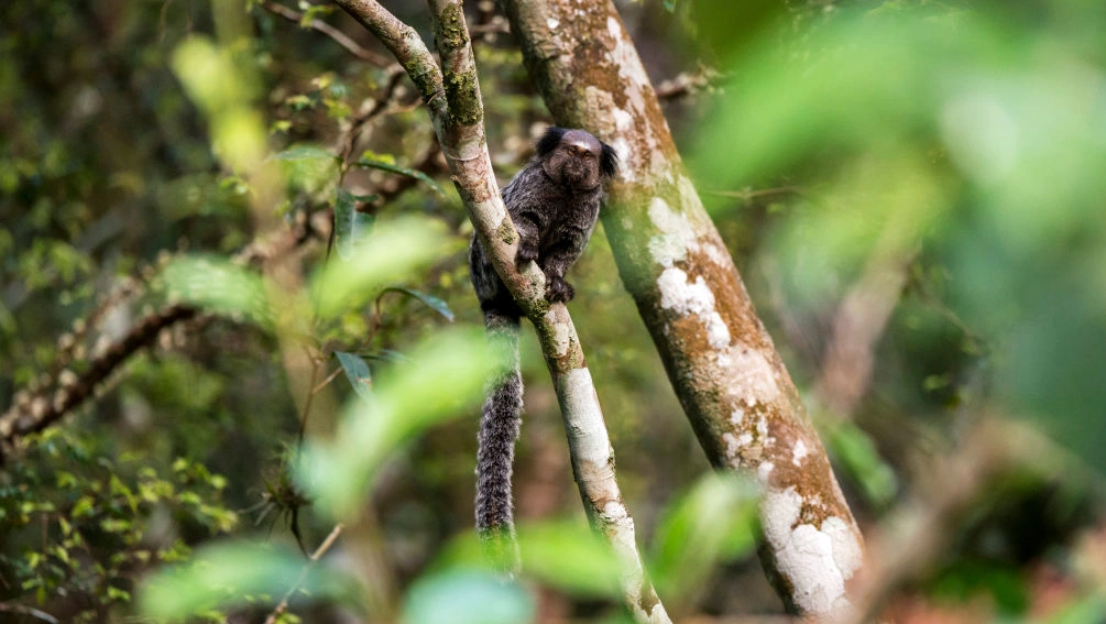 How species split and evolve over time