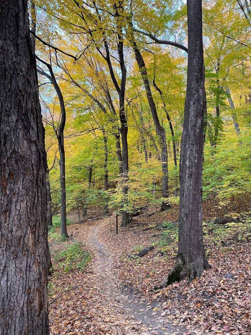One boardwalk in Minnesota feels more like a fairy tale than a family walk