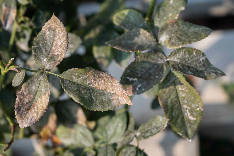 How to protect plants from powdery mildew so it doesn't kill them