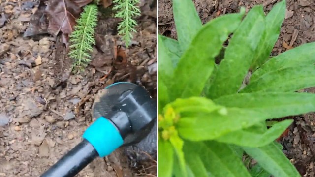 Virginia homesteader says mystery burrower outsmarted every trap and ...