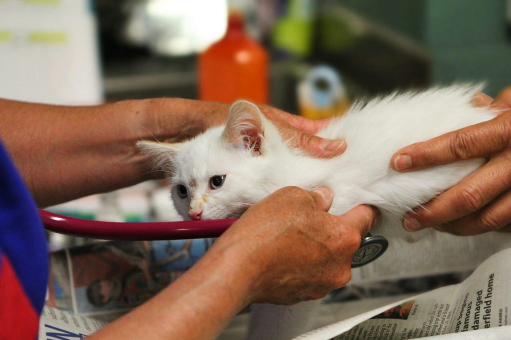 How a disabled kitten learned to walk against all odds