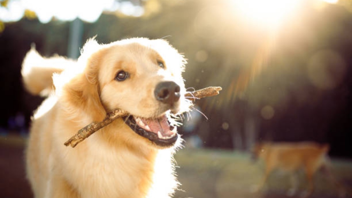 Behaviors that may indicate your pet is completely content