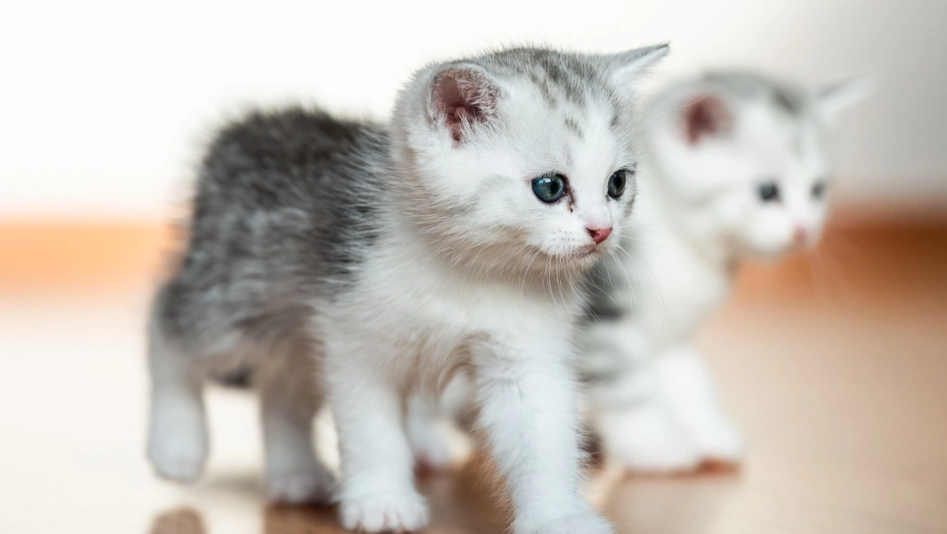 Choosing the right cat for your home