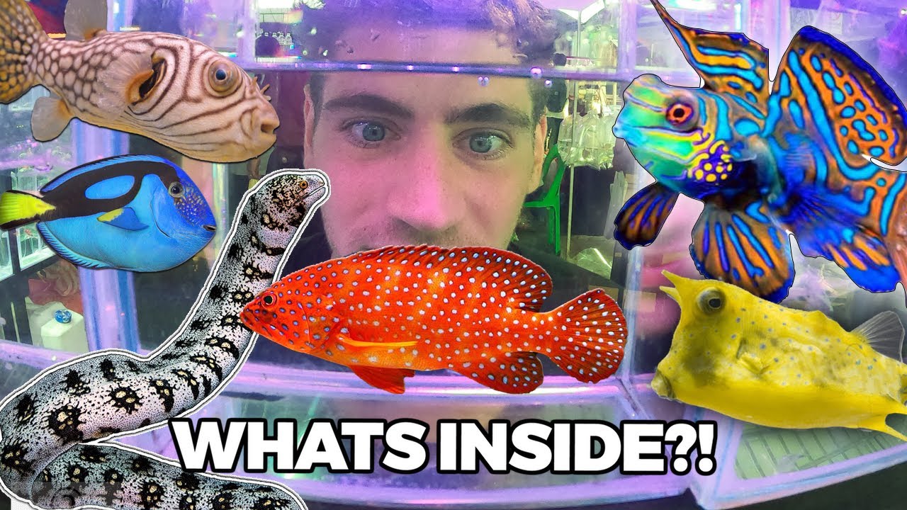 $11,000 mystery fish - inside Thailand's largest aquarium fish market
