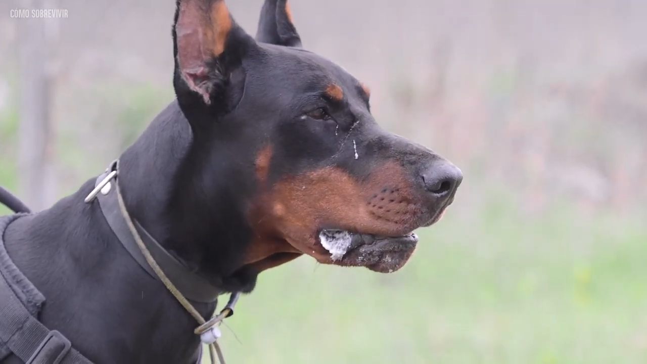 Así es ser atacado por perros guardianes