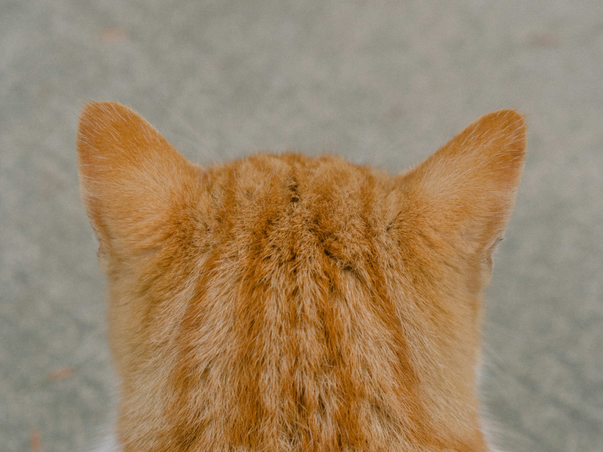 Fifteen signs your cat has heard every word you said — and filed it ...
