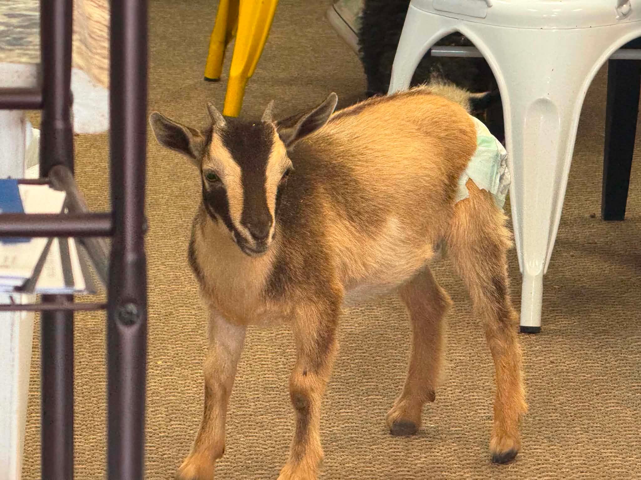 Goat joins Rockford residents for painting session