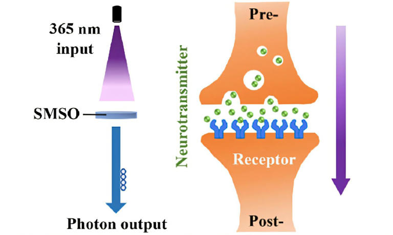 Photon-driven synapse advances low-power neuromorphic systems