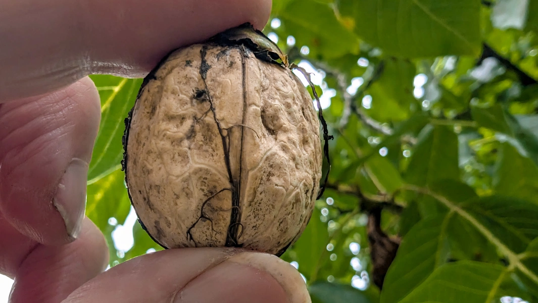 9 nutrient-packed nuts for health and wellness