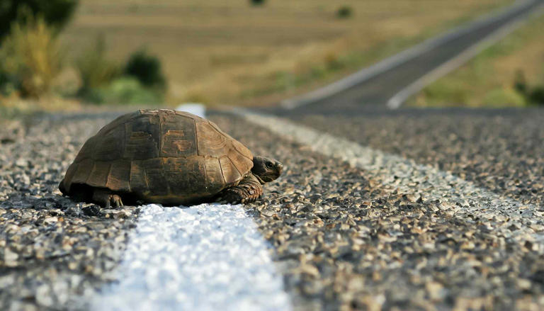 What should you do if you see a turtle in the road?