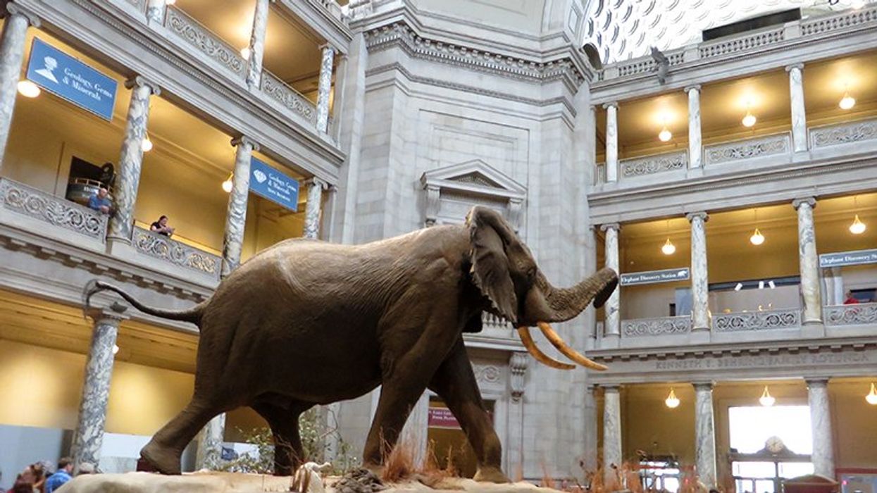 Trump pushed by longtime confidant to 'fire everyone at the Smithsonian'