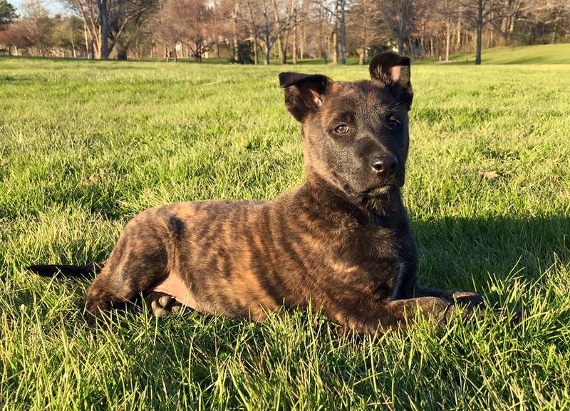 These 10 brindle dogs combine striking looks with unforgettable ...